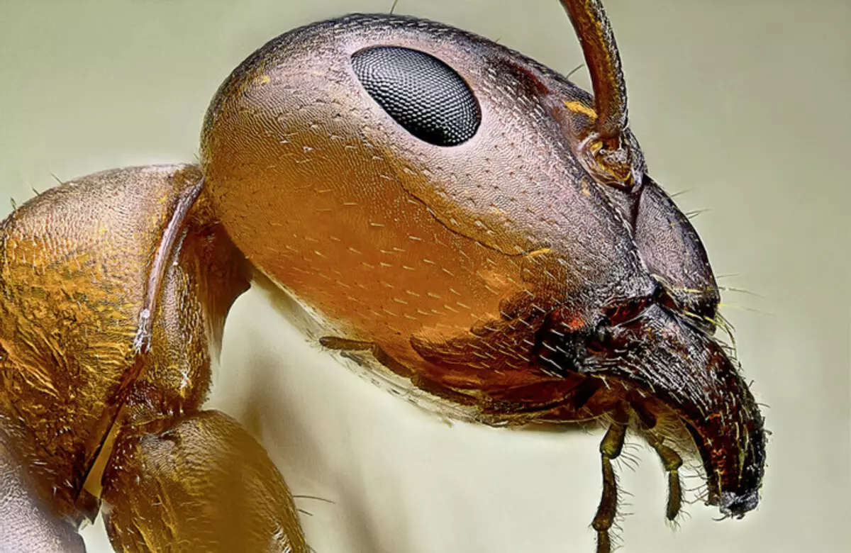 Broj fotografije 5 - Zakoni mravinjaka: kao mravi naučili raditi s apstraktnim konceptima i odabrati profesiju