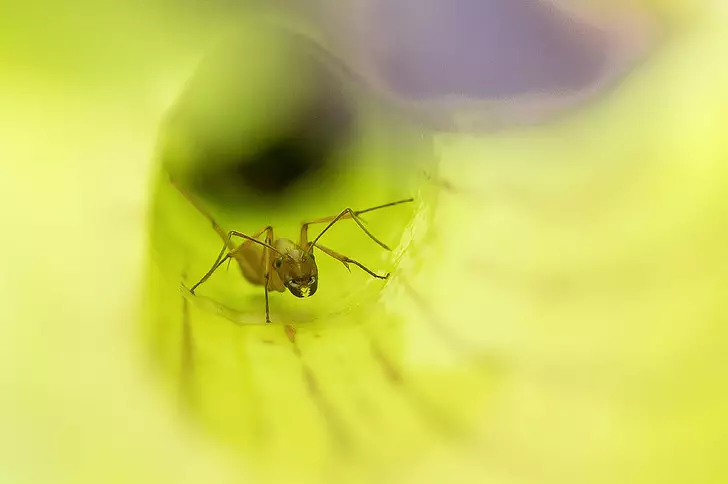Numărul fotografiei 6 - Legile lui Anthill: Întrucât furnicile au învățat să opereze cu concepte abstracte și să aleagă o profesie