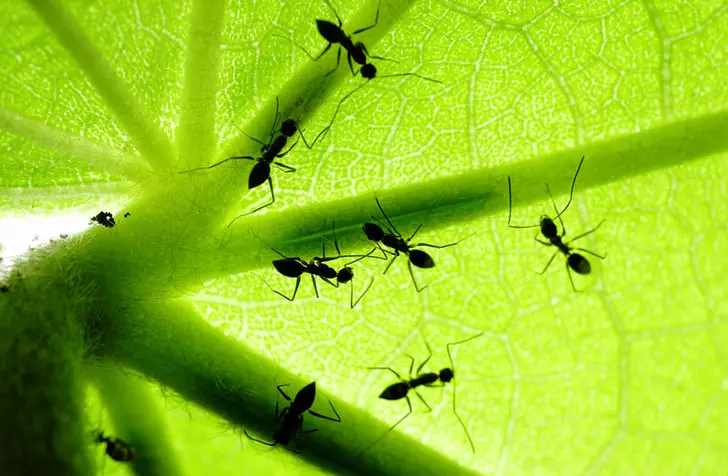 Foto №9 - Legi de Anthill: Pe măsură ce furnicile au învățat să opereze cu concepte abstracte și să aleagă o profesie