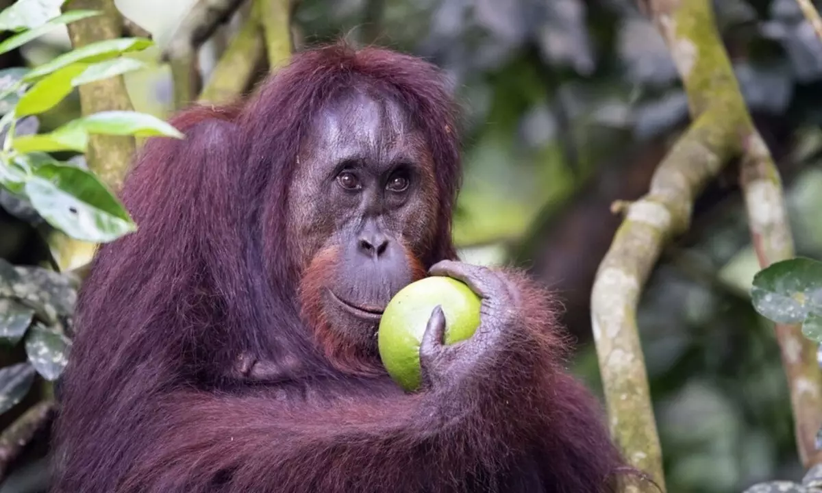 Monyét tilu meter diakui orangutan