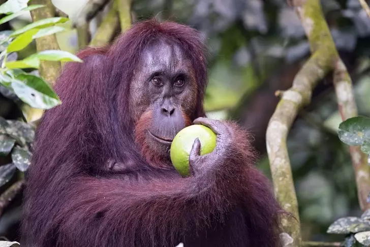 Foto №1 - litšoene tsa limithara tse tharo li ile tsa hlokomela baholo-holo ba Orangutan