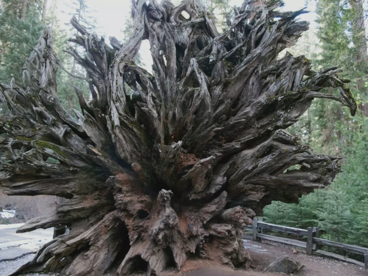Foto číslo 1 - Generálové mezi stromy: 10 Úžasná fakta o obřích sequoys