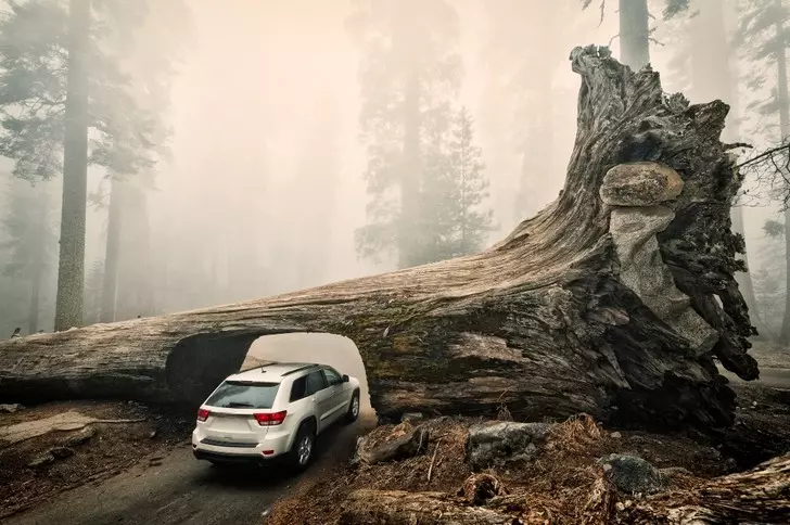 Foto nûmer 10 - Generals ûnder beammen: 10 geweldige feiten oer gigantyske sequoys
