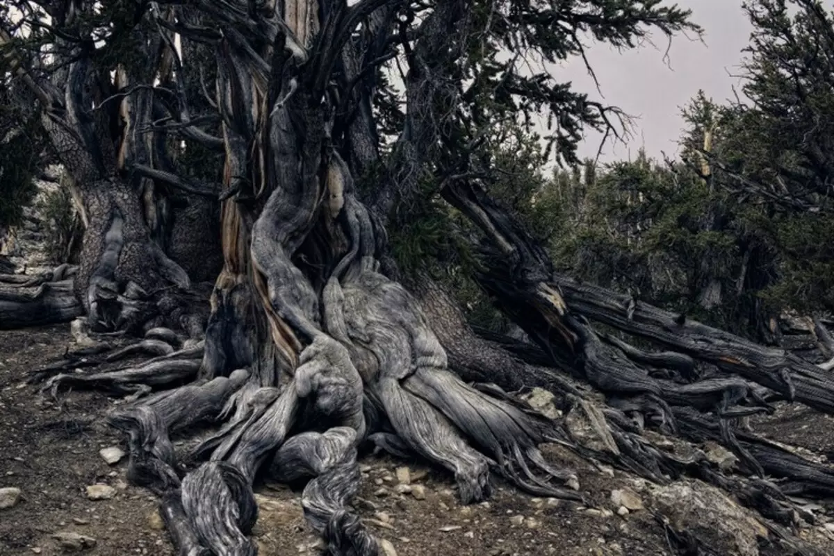 ფოტო №12 - გენერლები შორის ხეები: 10 საოცარი ფაქტები Giant Sequoys- ის შესახებ