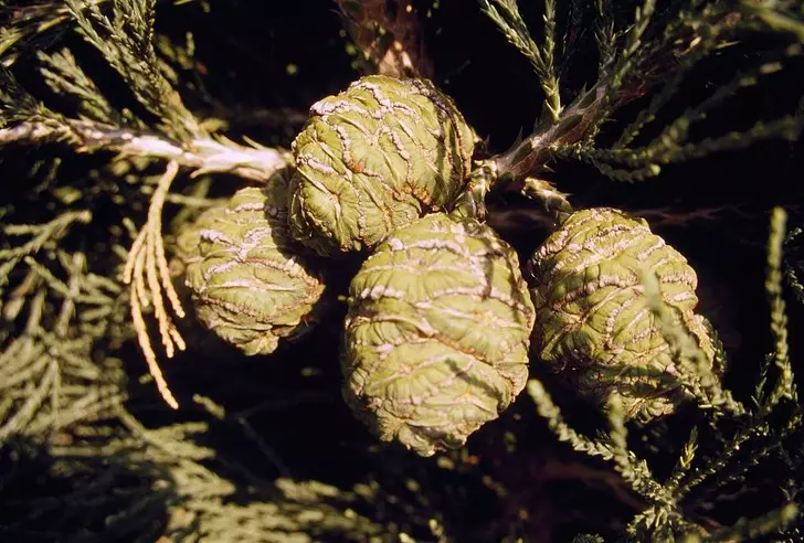 ფოტო №4 - გენერლები შორის ხეები: 10 საოცარი ფაქტები გიგანტური Sequoys