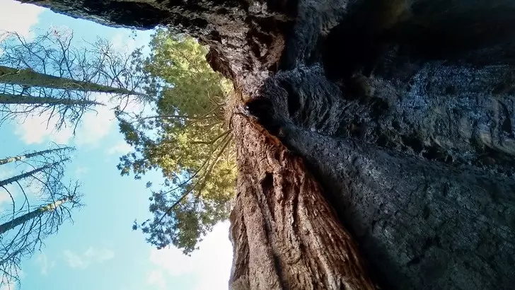 ფოტო №5 - გენერლები ხეები: 10 საოცარი ფაქტები გიგანტური Sequoys