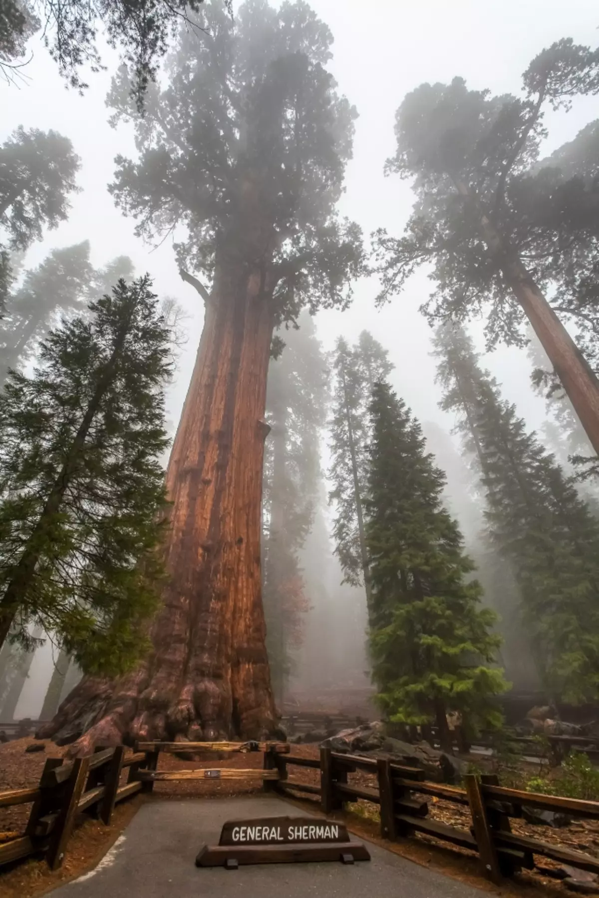 ფოტო №6 - გენერლები შორის ხეები: 10 საოცარი ფაქტები გიგანტური Sequoys