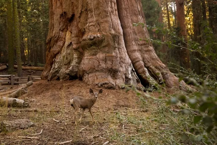 ფოტო ნომერი 7 - გენერლები შორის ხეები: 10 საოცარი ფაქტები შესახებ გიგანტური Sequoys