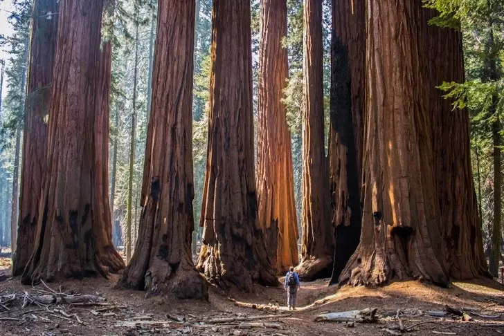 ფოტო ნომერი 8 - გენერლები შორის ხეები: 10 საოცარი ფაქტები შესახებ გიგანტური Sequoys