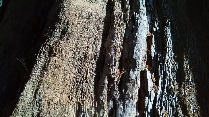 ფოტო ნომერი 9 - გენერლები შორის ხეები: 10 საოცარი ფაქტები გიგანტური Sequoys