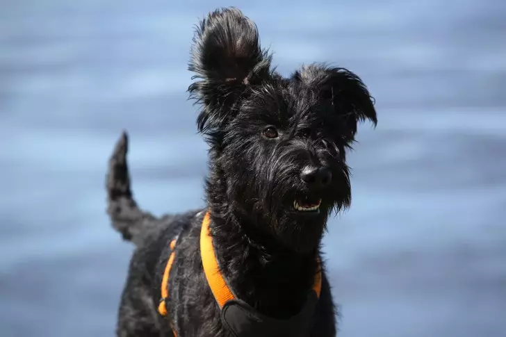 Photo №1 - Les chiens écoutent des gens beaucoup plus prudents qu'il n'est considéré comme considéré comme étant