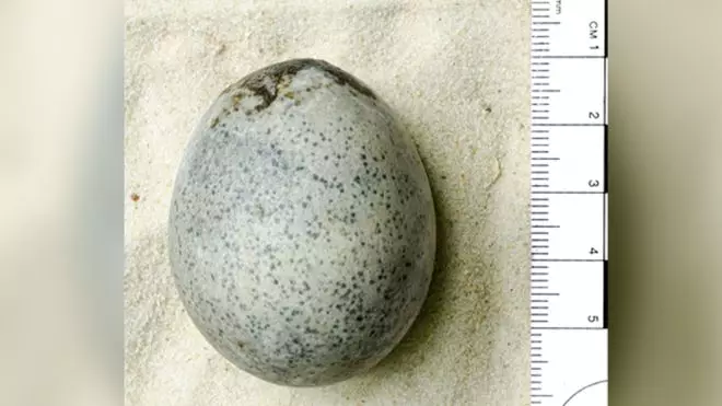 فوٽو نمبر 1 - آثار قديمه جا ماهر رومن سلطنت جو هڪ مرغي ا egg ڙا دريافت ڪيا