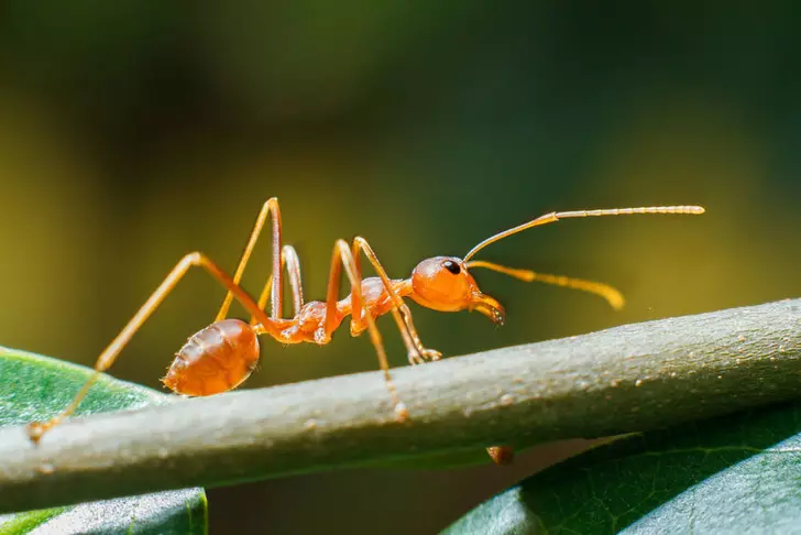 Nuotrauka №1 - išsklaidytas mitas, kad visi skruzdėlės - workaholics