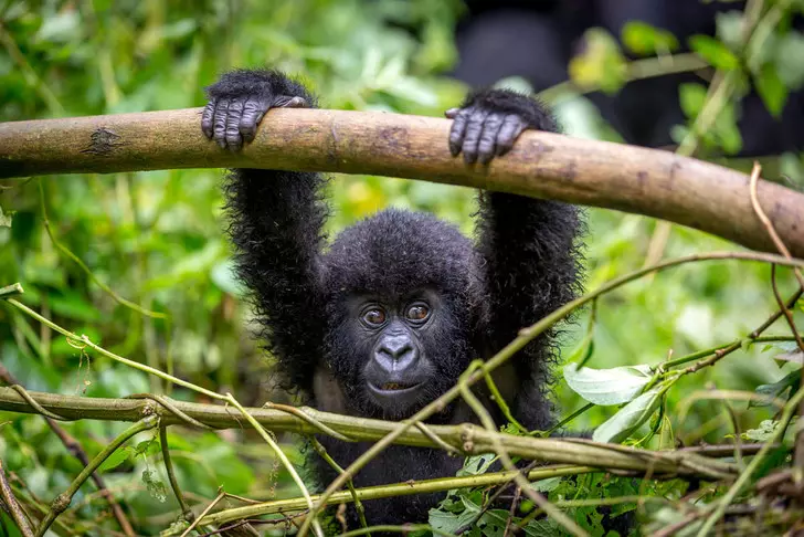 Foto №1 - Els primats estaven amenaçats d'extinció