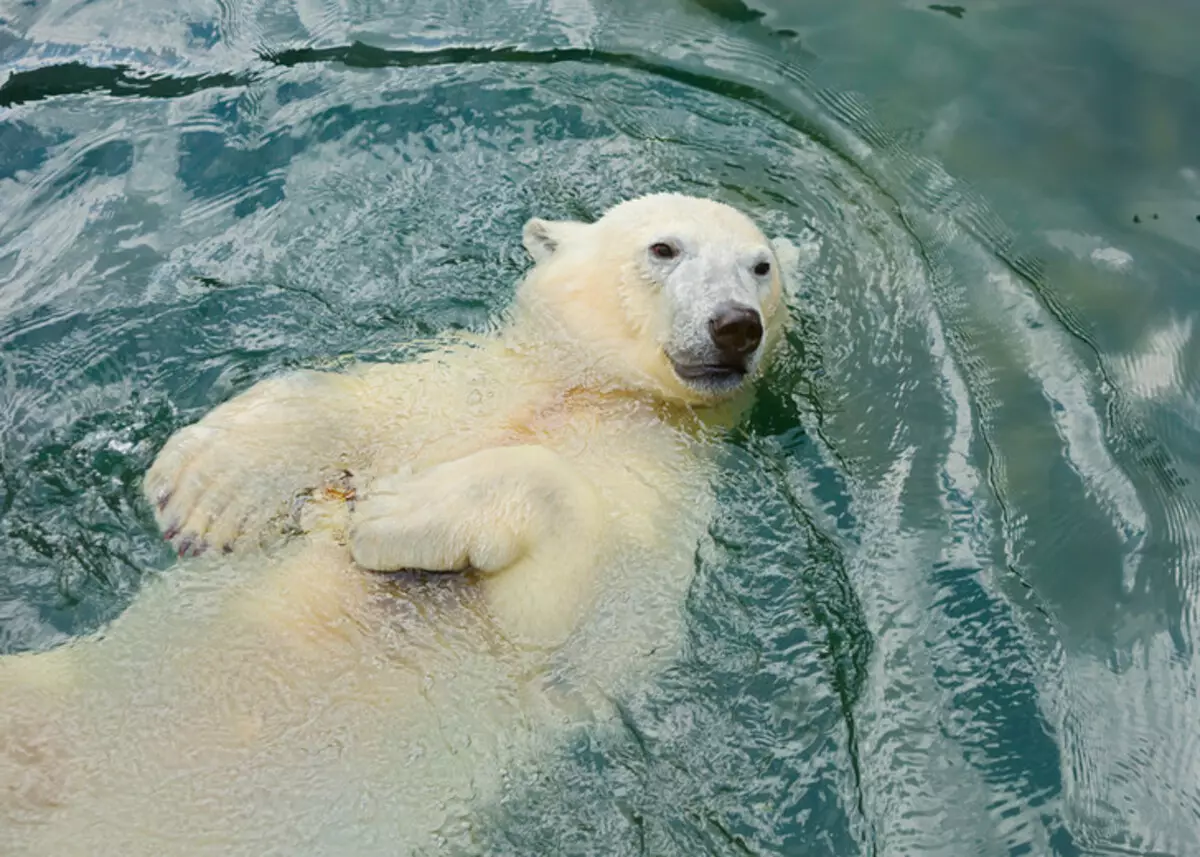 写真№1 - 北極が氷を失うとしたとき