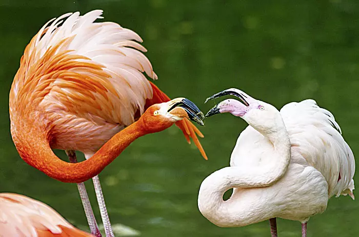 Hoto №2 - Color ta'adi Flamingo, Social nesa nesa da sauran sabon binciken