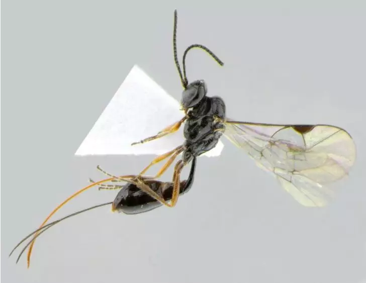 Foto Nummer 1 - Eng nei Zort Insekten, déi zu Éiere vu Covid-19 genannt ginn