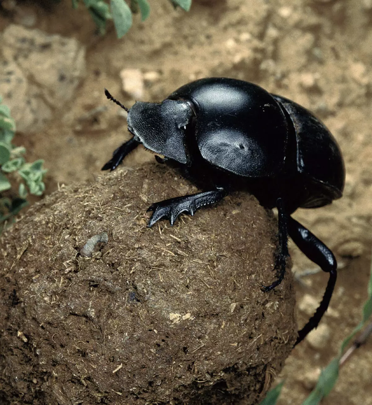 Foto №5 - zoology: N'elu ọnwa zuru ezu