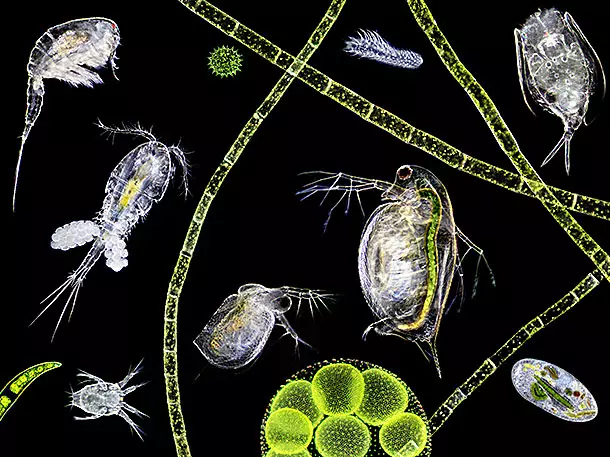 Lambarka Sawirka 6 - Zoology: iftiinka dayaxa oo buuxa