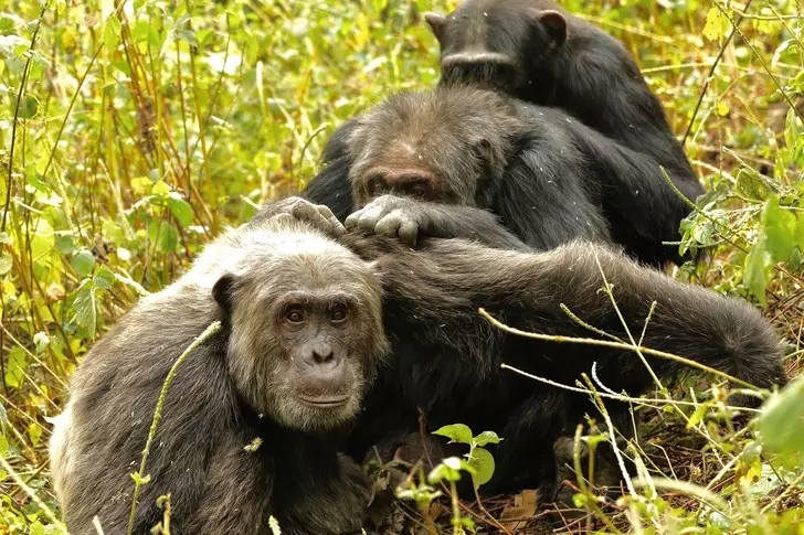 Litrato №1 - Mga chimpanzees Pilia ang mga higala ingon man ang mga tawo