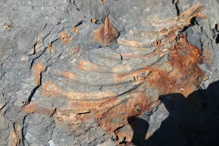 Photo №1 - sur l'île de Russie découvert les vestiges d'ichthyosaure