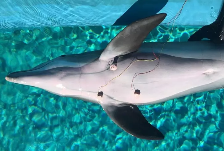 Photo №1 - Dolphins are able to control their heartbeat