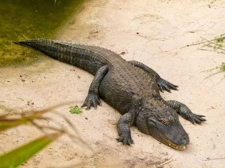 Picha №1 - Alligators ya MissisyPan inaweza kuongeza mkia