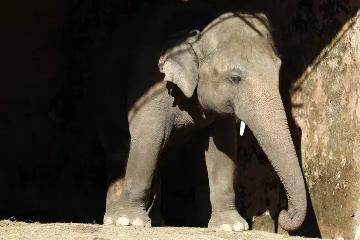 Foto №1 - "L'elefant solitari la major part de l'món" es va traslladar a la reserva a Cambodja