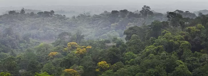 Photo №1 - Les forêts tropicales d'Amazonie ont commencé à mettre en évidence du dioxyde de carbone