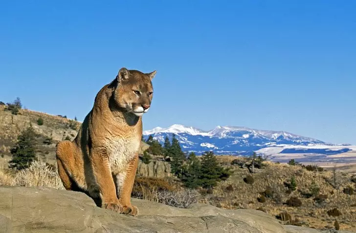 Foto Nûmer 1 - Eastern Puma ferdwûn út it gesicht fan 'e ierde