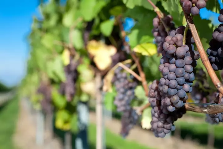 Foto número 1 - O sabor do vinho está mudando devido ao aquecimento global