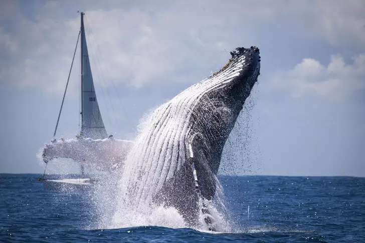 写真№1 - クジラの声が年齢とともに変化します