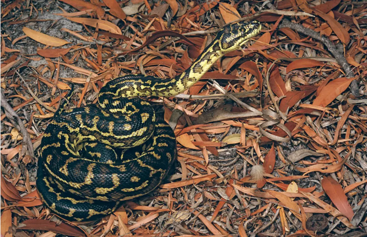 Chithunzi №1 - adapeza njira yomenyera Python ku Florida