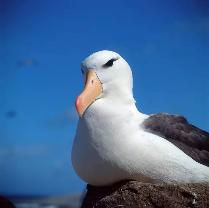 Grianghraf №1 - Na céadta Albatrosov sna Stáit Aontaithe d'fhulaing lucha