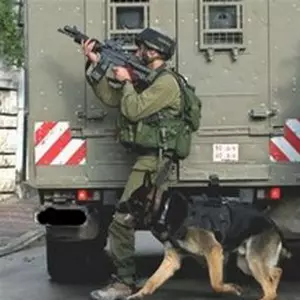 Foto №1 - Israelyske leger ferkocht hûnen