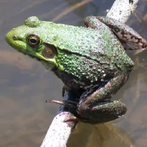 Foto nummer 1 - In Groot-Brittannië vond Frogs Mutanten