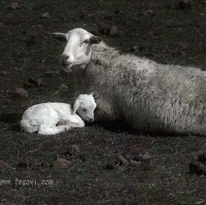 Снимка номер 1 - Майка Sheep