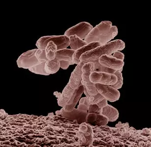 Foto №1 - America suferă de bacterii intestinale