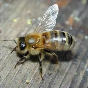 Фото №1 - пчели осветлени мобилни физика