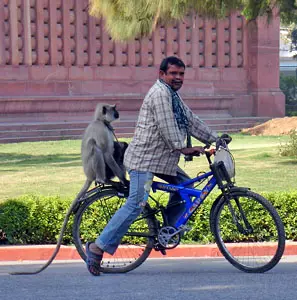 Zdjęcie numer 1 - małpy uchwyciły indyjski parlament