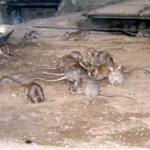 Photo Numéro 1 - Les rats occupés la gare en Bihara indien