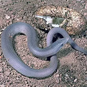 Foto №1 - um novo tipo de lagarto não gramado encontrado na Índia