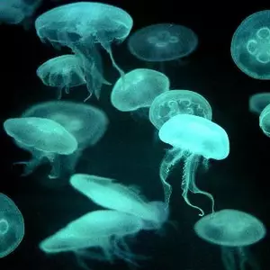 Foto №1 - Spanje sil jellyfish fjochtsje