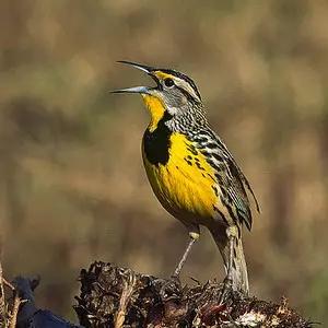 Foto №1 - nos EUA tornou-se menos aves