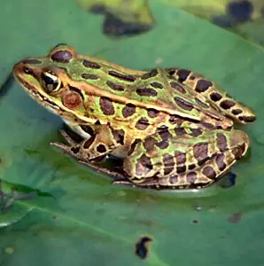 Foto Nombor 1 - Katak akan membantu untuk merawat tumor otak