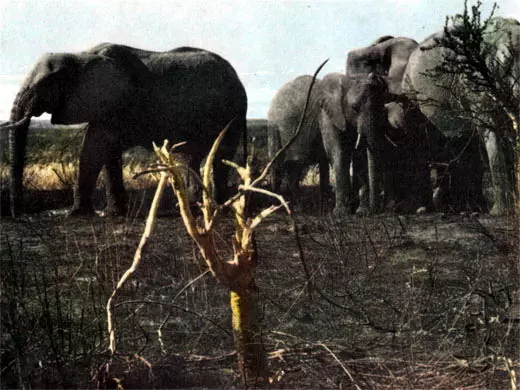 Fotoğraf №2 - Kumlarda Acacia