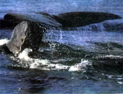 Foto №1 - Hostep de la badia de balenes