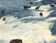 Untuk binatang kutub