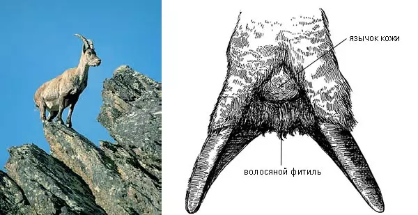 Foto №17 - potere sulla verticale