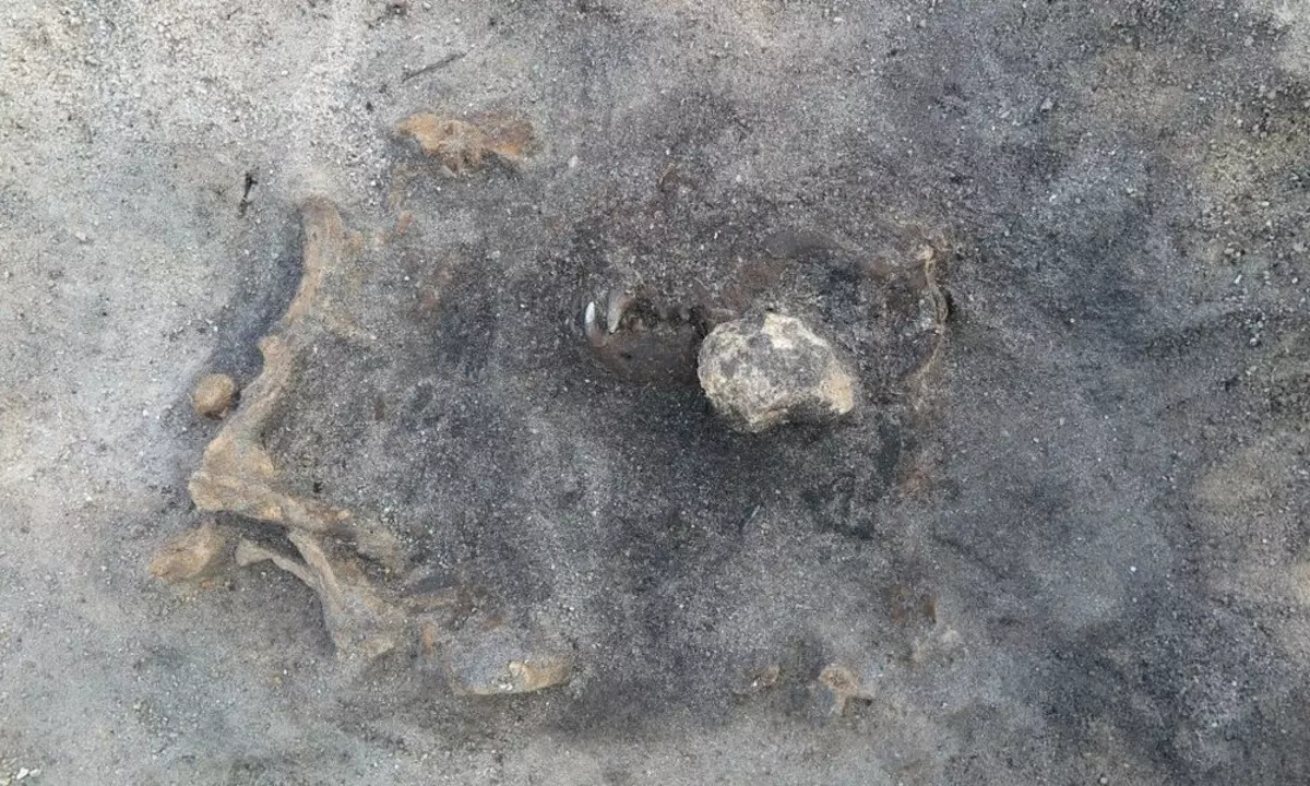 In Sweden, they found the burial of the Dog of the Stone Age